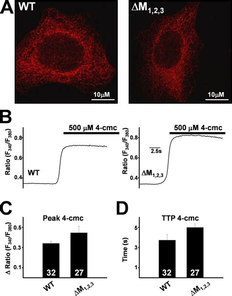 Subcellular Localization And Ca²⁺ Release Function Of Wt Ryr1 And Download Scientific Diagram