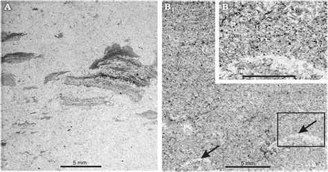 Palynology And Microfacies Of Lower Devonian Mixed Carbonate Siliciclastic Deposits In Podolia