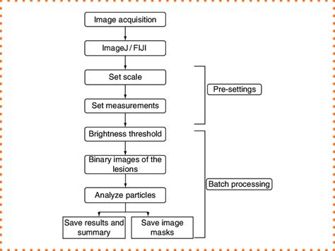 workflow of image quantification in fiji a macro code in fiji given