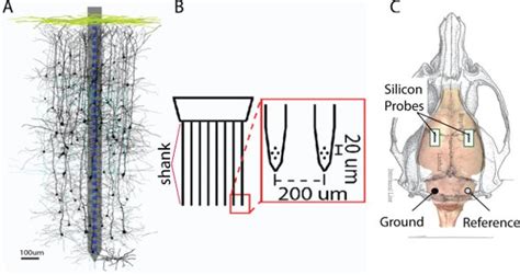 Recording Large Scale Neuronal Ensembles With Silicon Probes In The