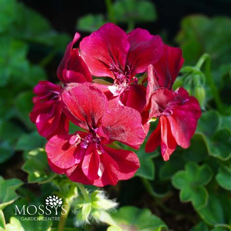Premium Trailing Geraniums 6 Pack Burgundy Jumbo Pack Mossys