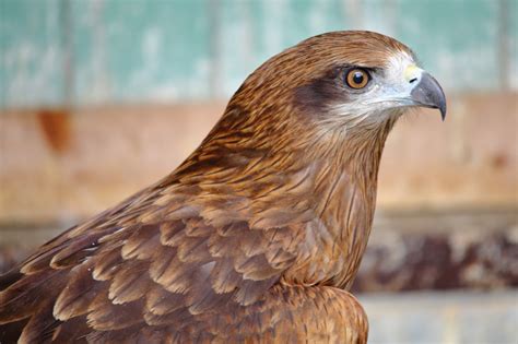 ワシタカの仲間おびひろ動物園探検隊