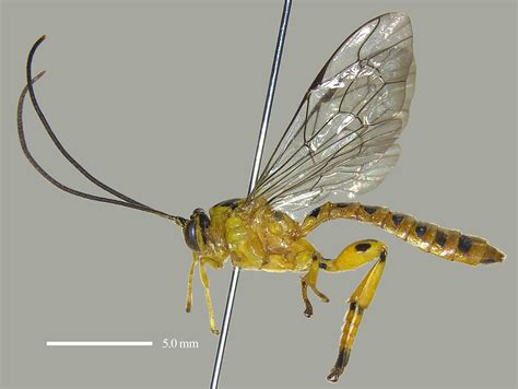 Xanthopimpla Image Database Of Parasitoid Wasps