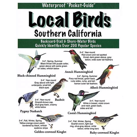 Southern California Backyard Birds A Look At Our Local Raptors For