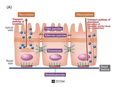 Best Cell Polarity Images On Pinterest Growth Factor Info Graphics And Infographic
