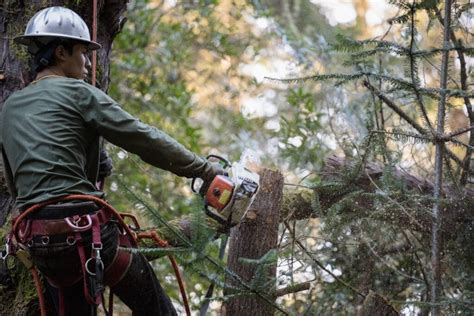 Why Is Professional Tree Lopping Important For Residential Trees