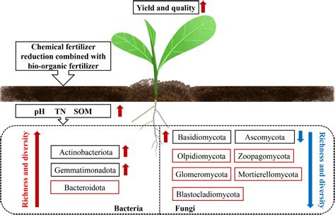 Chemical Fertilizers Vs Organic Fertilizers