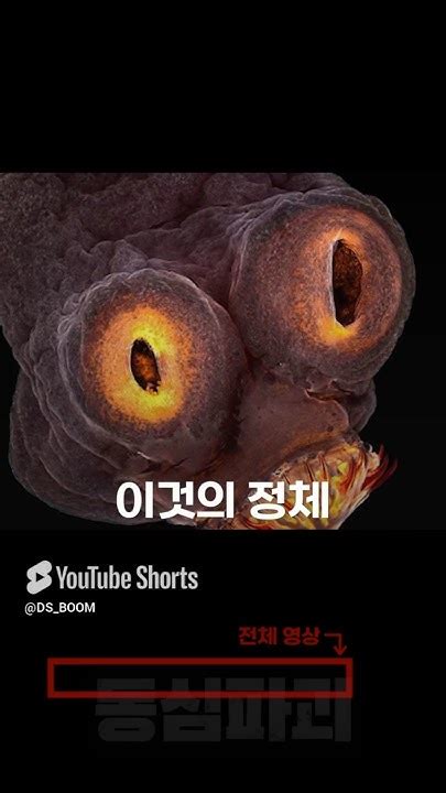 현미경으로 본 기생충의 모습 ㄷㄷㄷ Youtube