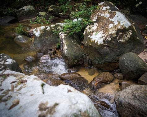 Small River In The Rainforest Jungle Stock Image Image Of Park Green
