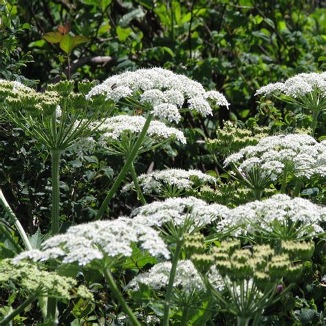 Heracleum Maximum Cow Parsnip Satinflower Nurseries