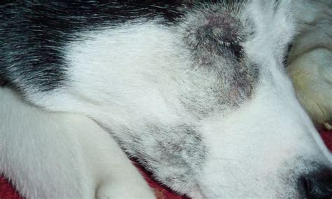 Diet Related Skin Conditions In Dogs Clinicians Brief