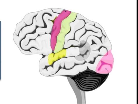 Localisation Of Brain Function Teaching Resources