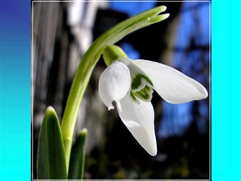 Порядковое числительное Online Presentation