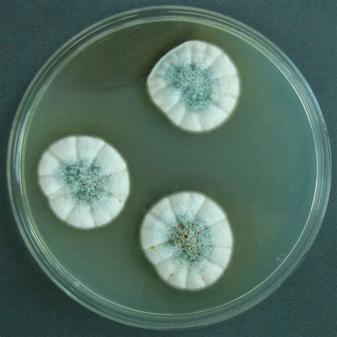 Aspergillus Versicolor Pilze Bakterien