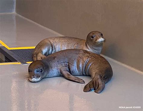 Your Visual Guide To Sea Lion And Seal Behavior The Marine Mammal Center