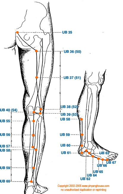 Acupuncture Points On The Bladder Meridian Acupuncture Points Database