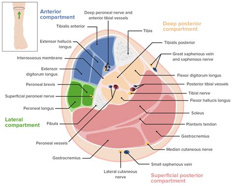 Posterior Tibial Artery Cross Section