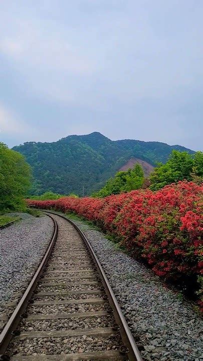 기차타고 고향가는길에 차창 밖을 바라보니 그새 붉은 봄꽃이 피었네 곡성침곡역 Youtube