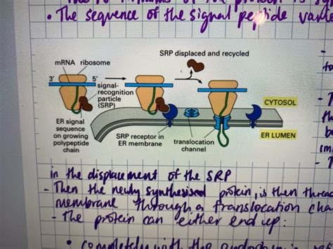 Protein Targeting Flashcards Quizlet