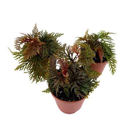 Florida House Plants 2 Fern Leaf Begonia Mini Pixie Live Plants In 2 Plastic Pots 3 Count