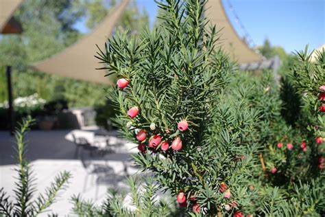 Red Butte Garden Hicks Yew