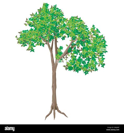 Trees With High Canopy Stock Vector Images Alamy
