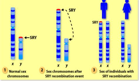 Lecture Sex Chromosomes Exam Flashcards Quizlet
