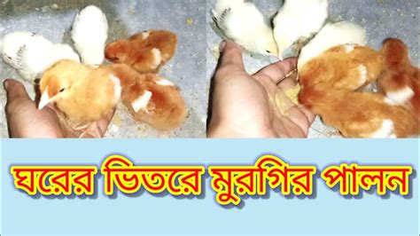 ঘরের ভিতরে মুরগির পালন।। Youtube