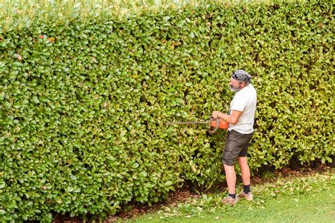Trimming Ornamental Hedges At Frank Hansen Blog
