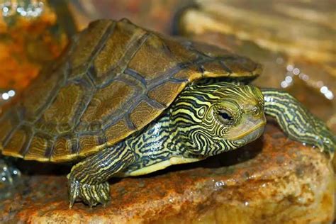 Map Turtle Habitat How To Setup An Indoor Enclosure