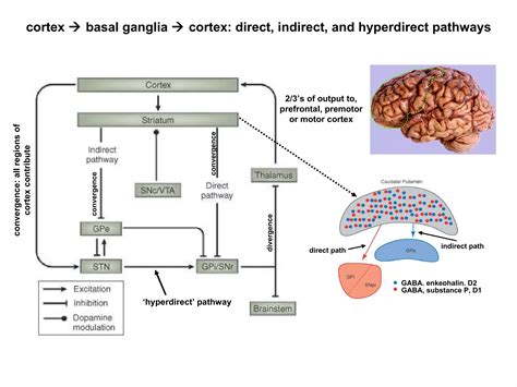 Cogs 107b Winter 2010 Lecture 11 Basal Ganglia And Cerebellum
