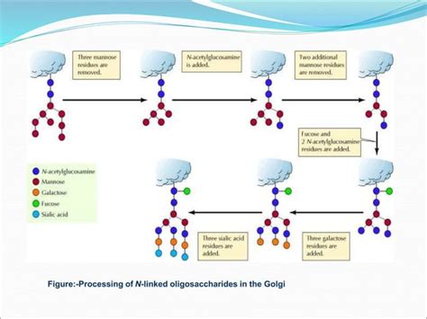 Protein Sorting And Targeting Ppt