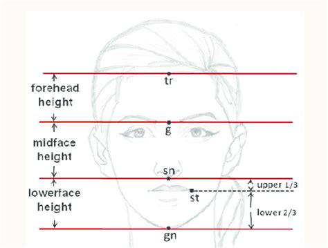 Photograph Shows The Anthropometric Landmarks Facial Height