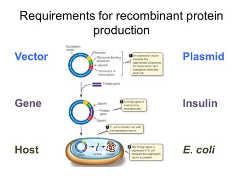 Insulin Production Test At Tara Brothers Blog