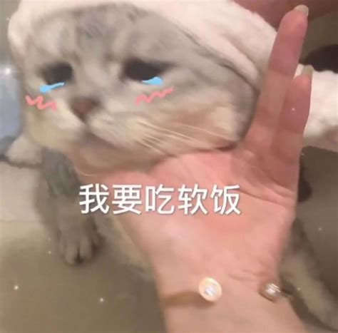 猫猫表情包 高清图片，堆糖，美图壁纸兴趣社区