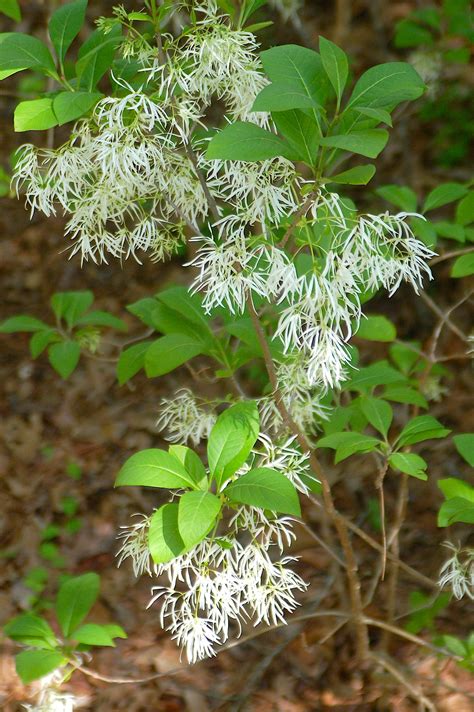 Native Plant Profile Fringe Tree Chionanthus Virginicus Spectacular