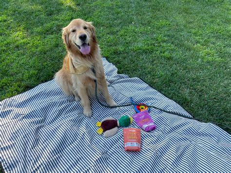 Barkbox Review We Tested The Dog Delivery Subscription Service Box
