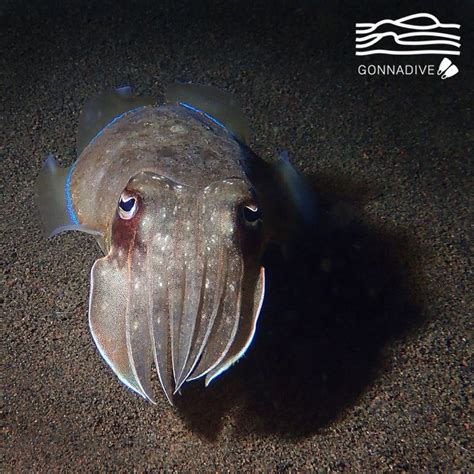 Out Of All The Invertebrates Cuttlefish Have The Largest Brain To Body