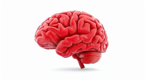 A 3d Rendering Of The Cerebrums Temporal Lobe In Red Against A White Backdrop Showcasing Brain