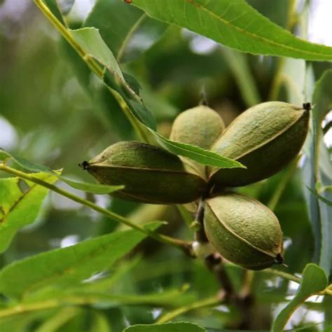 3 Best Pecan Tree Varieties To Grow In Tennessee