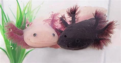 မျိုးသုဉ်းနိုင်မှုအလားအလာရှိနေတဲ့ ရေပုတ်သင်လေးများ Myanmarload Myanmar Latest News