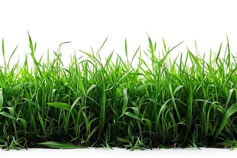 Sharp Grass Images Free Download On Freepik