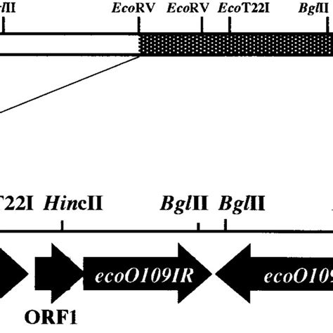 Restriction Map Of The 9 Kb Bamhi Fragment The Positions And Download Scientific Diagram