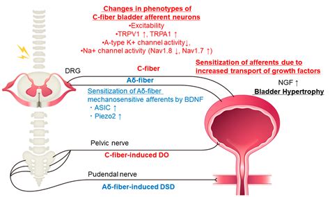 Spinal Nerves Bladder Control At Katherine Lederman Blog