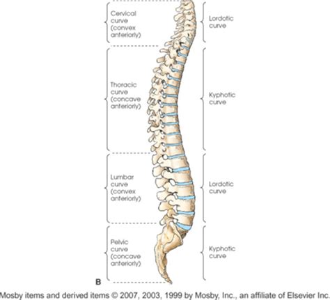 Spine Flashcards Quizlet