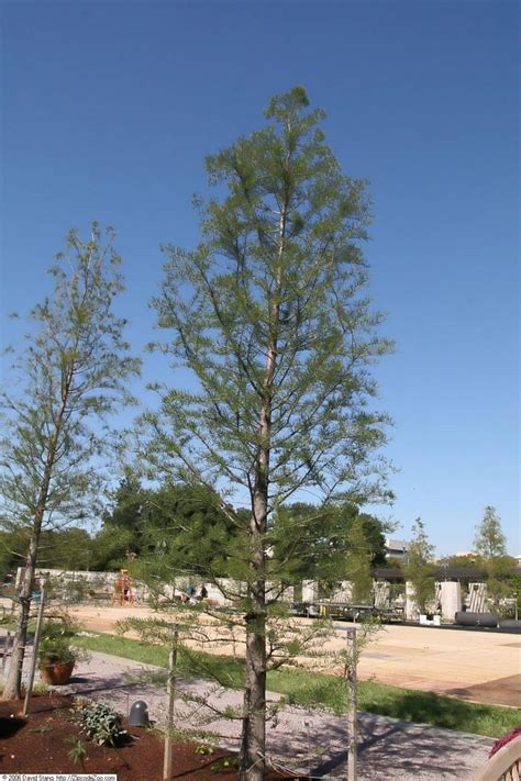 Tipos De Taxodium