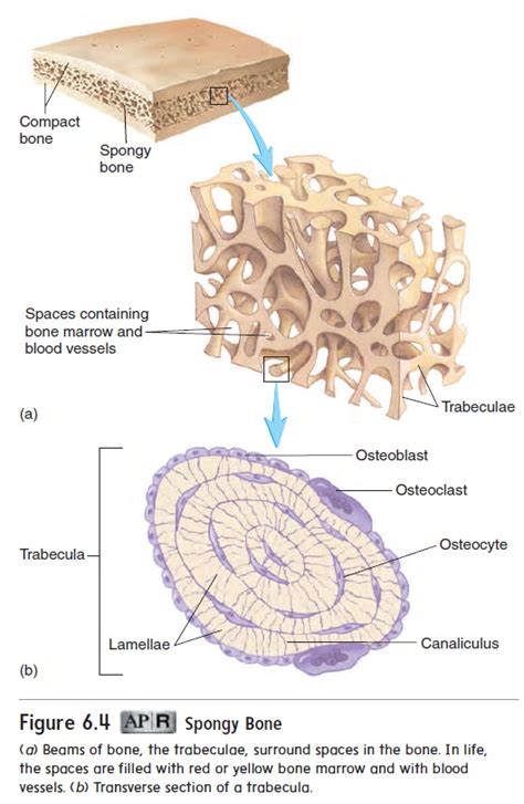Compact And Spongy Bone Diagram