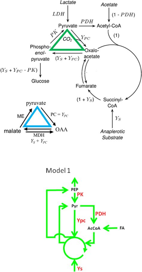 Description Of Tca Cycle Metabolic Pathways And Pyruvate Cycling The Download Scientific