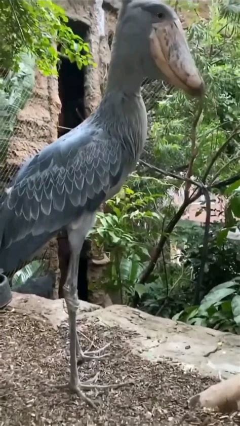 Balaeniceps Rex Rinteresting