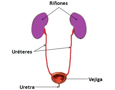 ¿cuál Es La Función De La Uretra — Saber Es Práctico